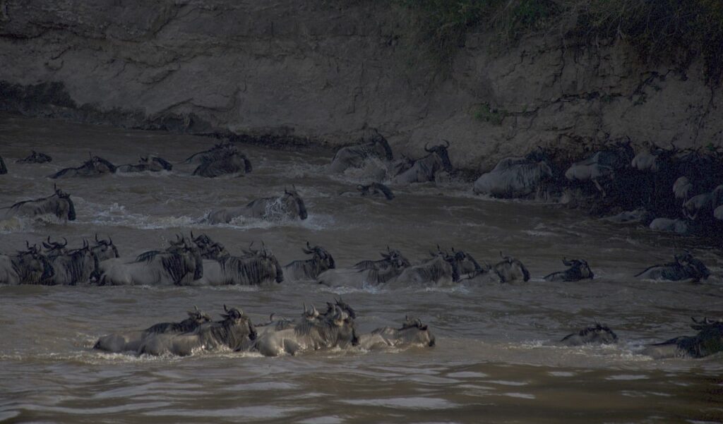 GLIMPSE OF THE WILDEBEEST MIGRATION ADVENTURE SAFARI 8 DAYS 7 NIGHTS – Born To Explore Tours ...